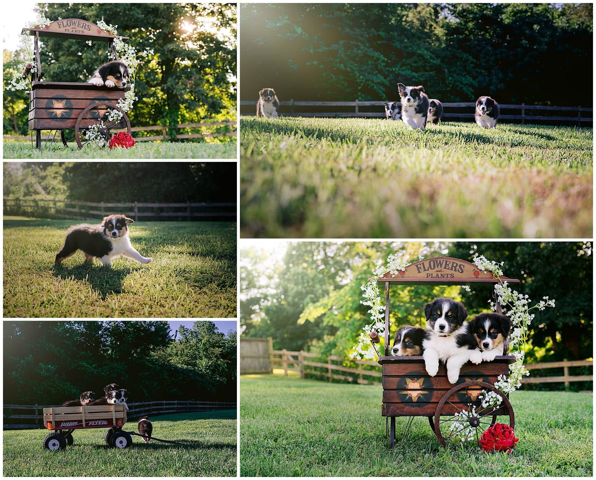 Puppies! And 5 Tips for Raising an Awesome Dog