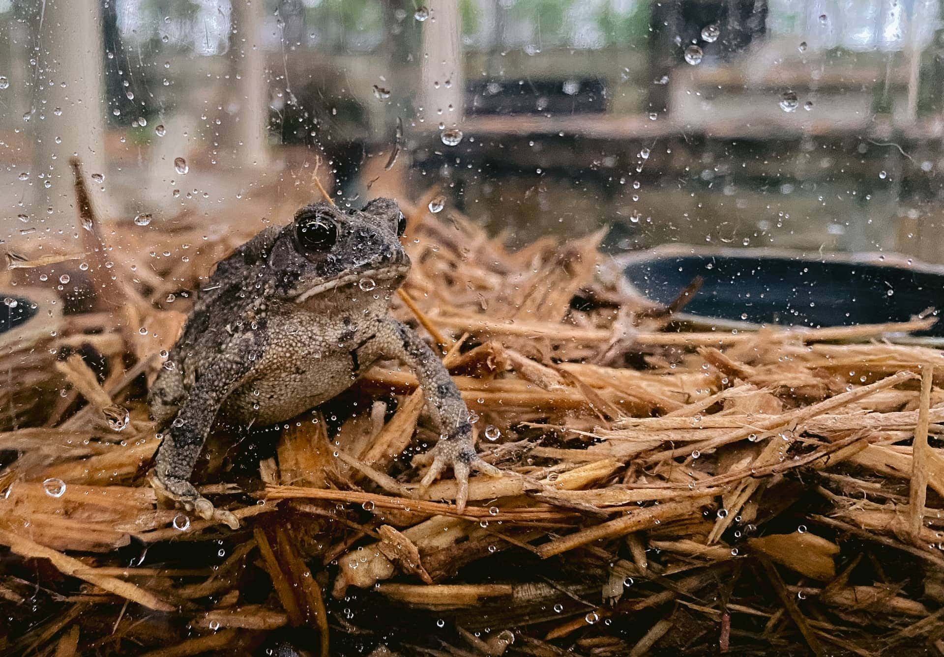 How To Catch A Toad To Race In Conway, AR